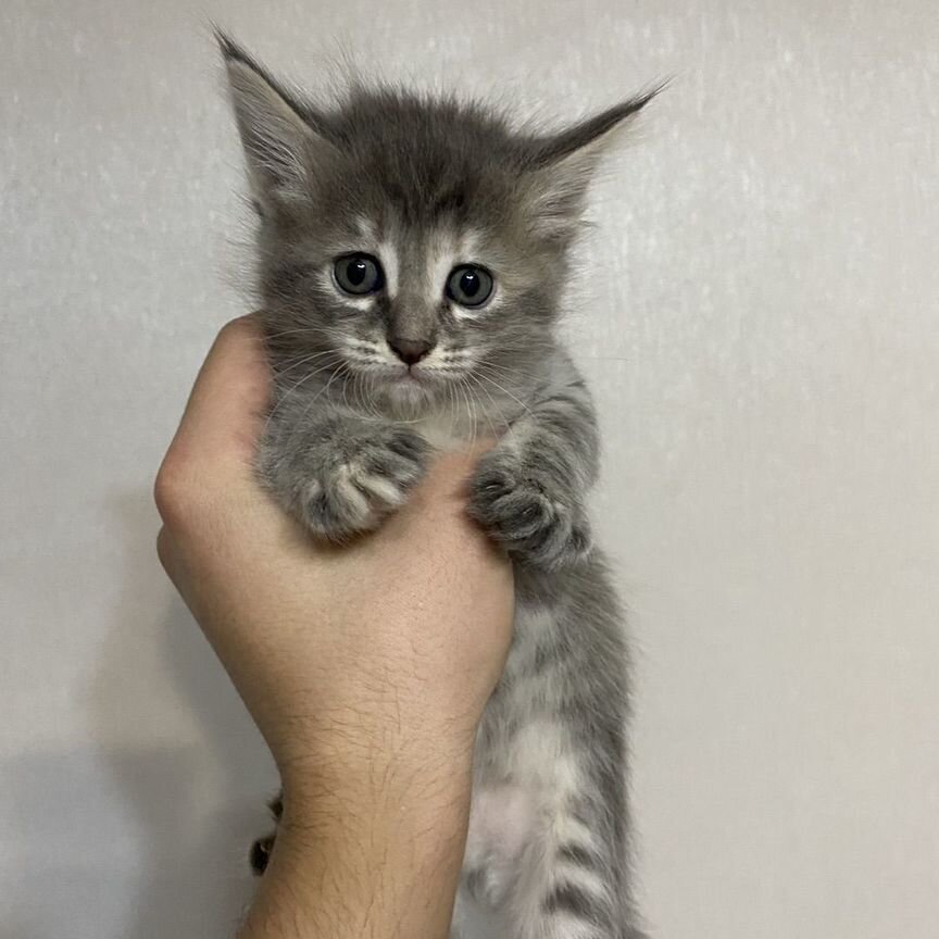 Котята Мэйн кун