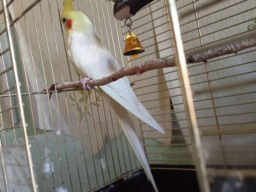 Попугай корелла с клеткой