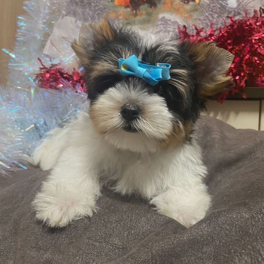 Мальчишки Бивер терьера