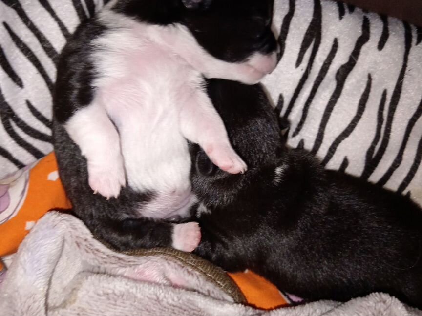 Щенки чихуахуа