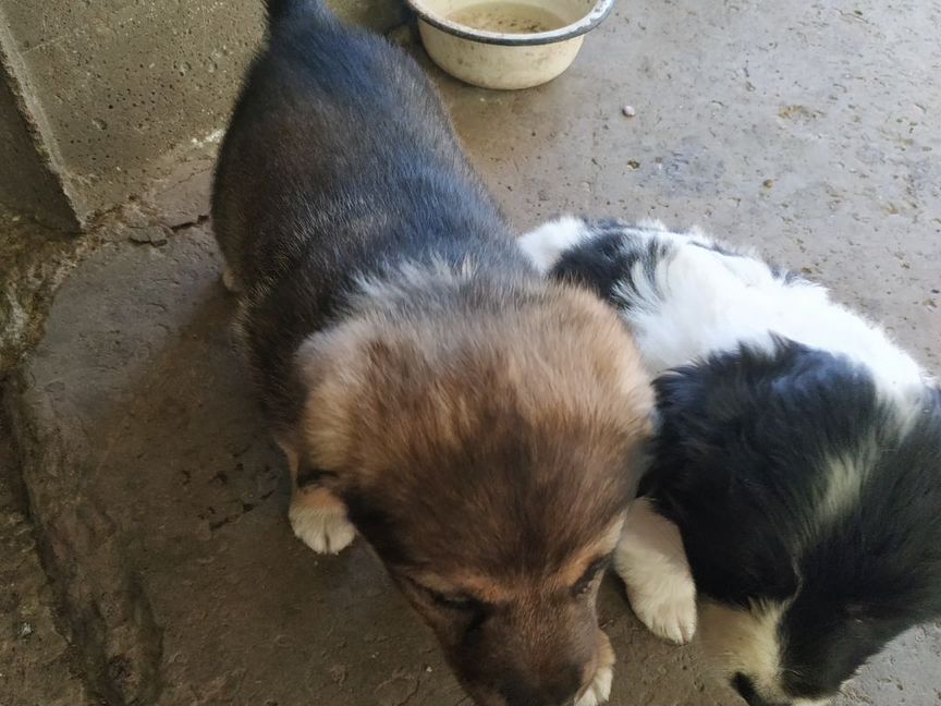 Маленькая собака