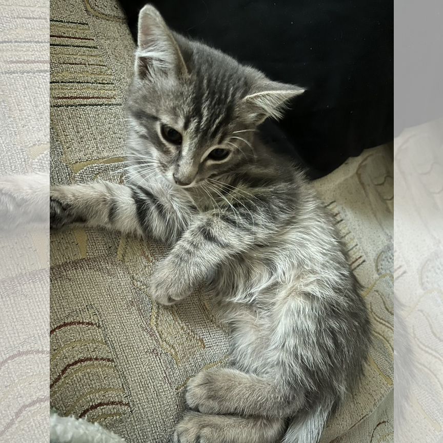 Котики бесплатно