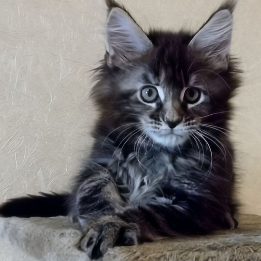 Мейн-кун котёнок