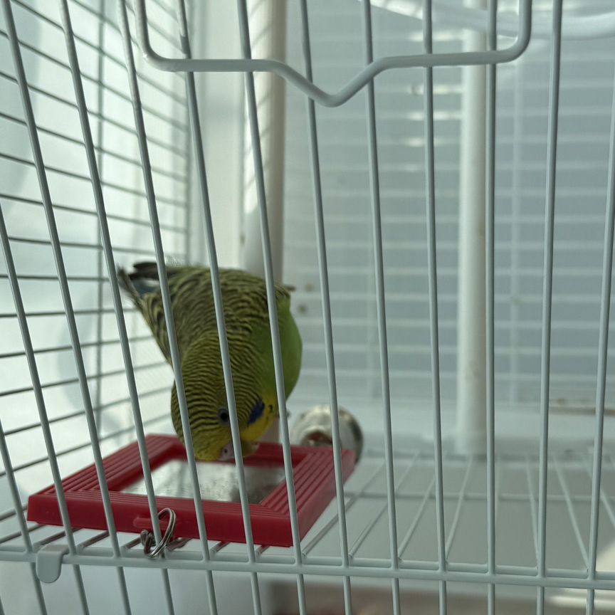 Волнистый попугай