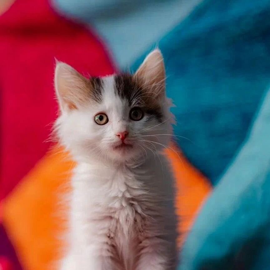 Котëнок Барон в добрые руки