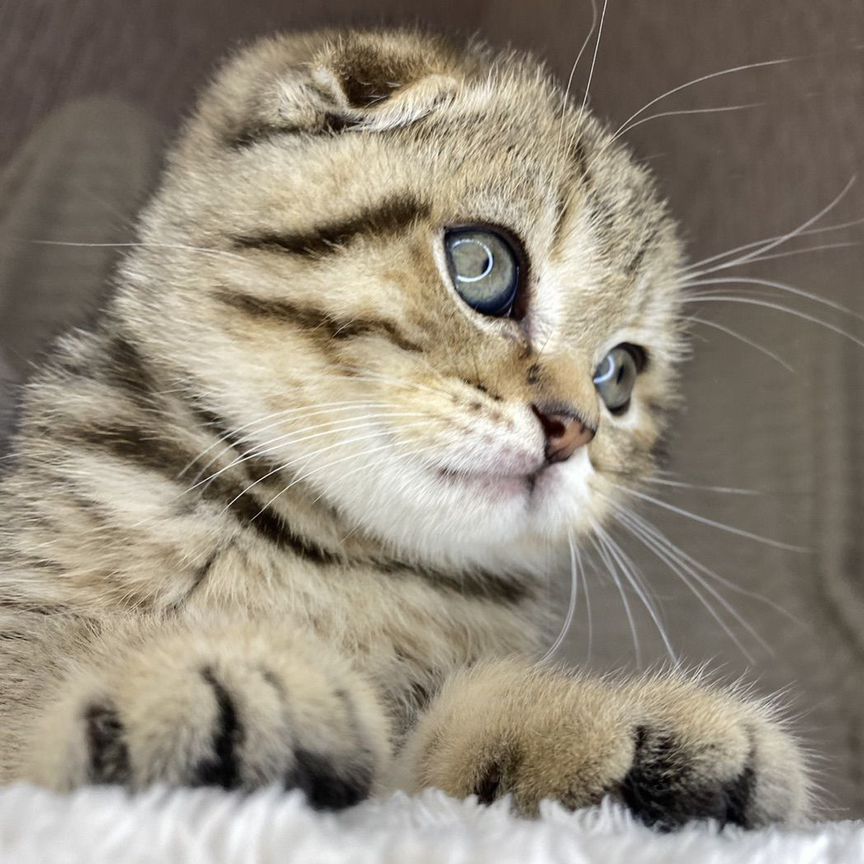 Шотландский вислоухий короткошёрстный котёнок