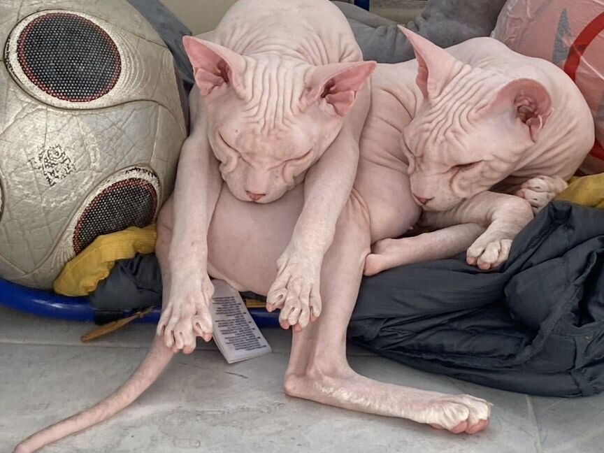 Котенок Донской сфинкс