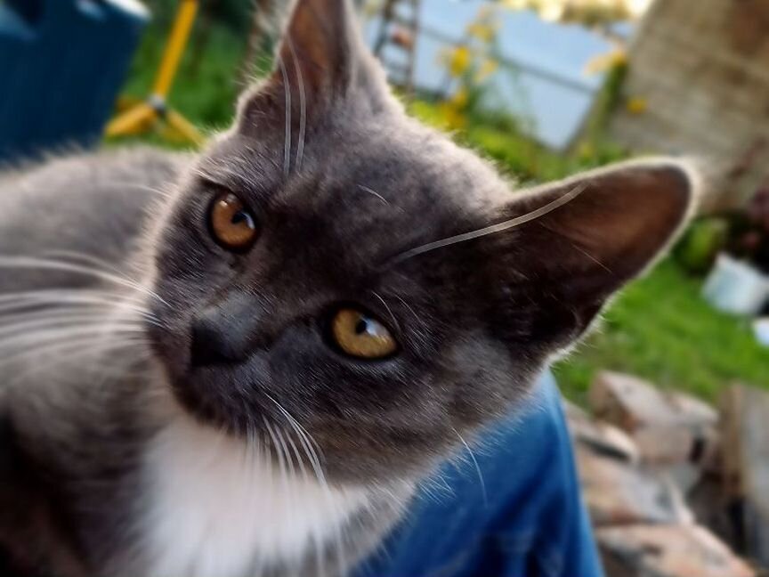 Кошечка