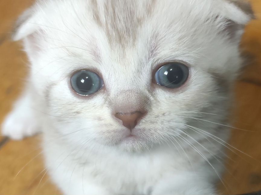 Шотландские вислоухие, прямоухие котята