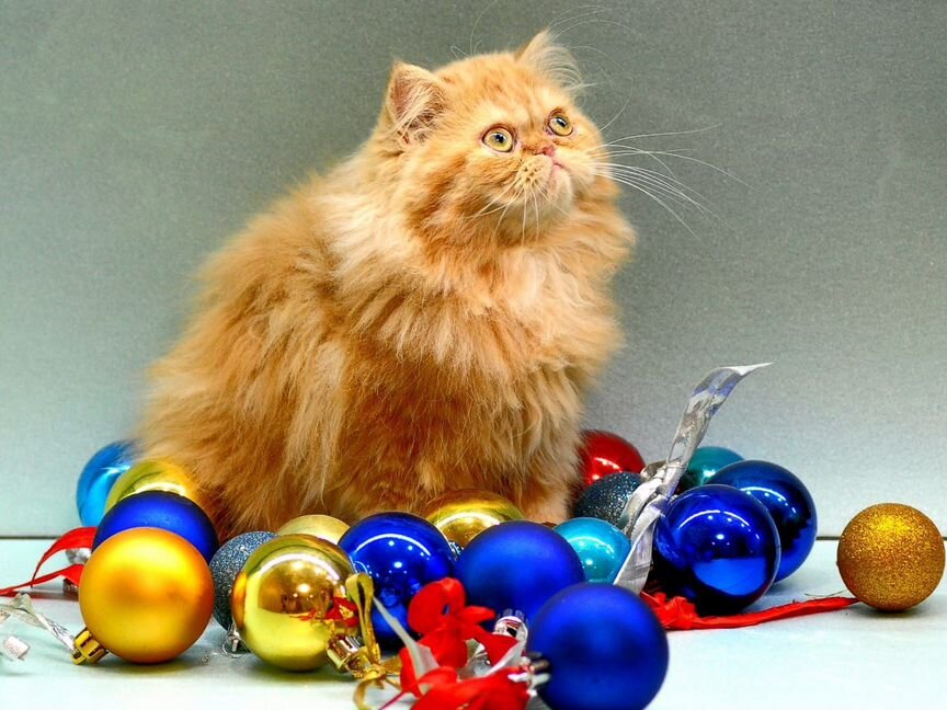 Персидская принцесса (с документами клуба)