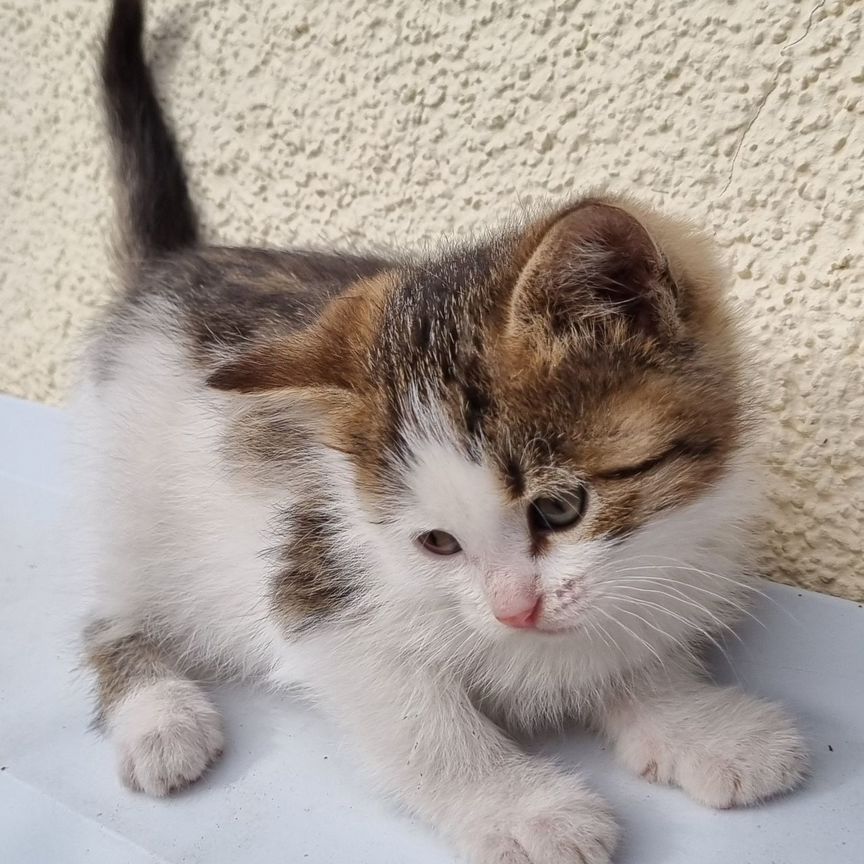 Котята в добрые руки приучены к лотку