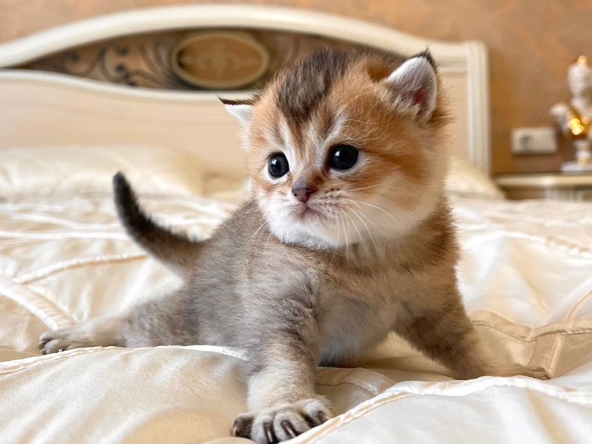 Элитный кот Шотландец Золотой