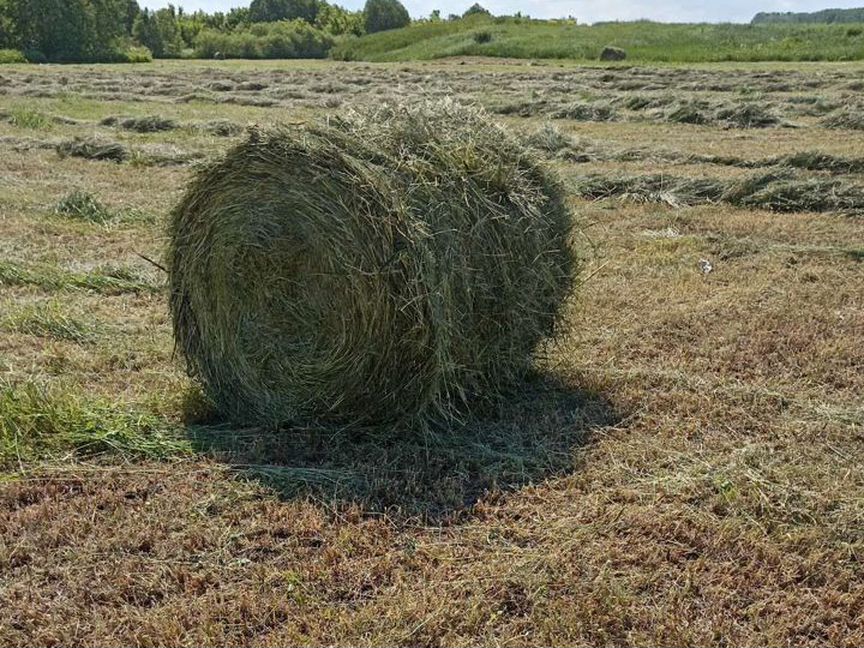 Сено в рулонах, в тюках