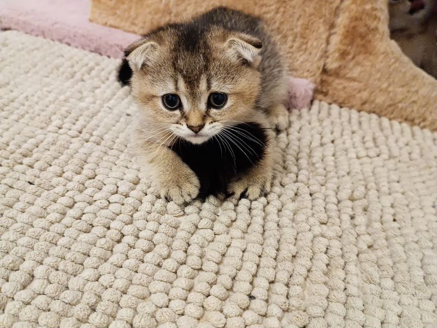 Шотландские котята