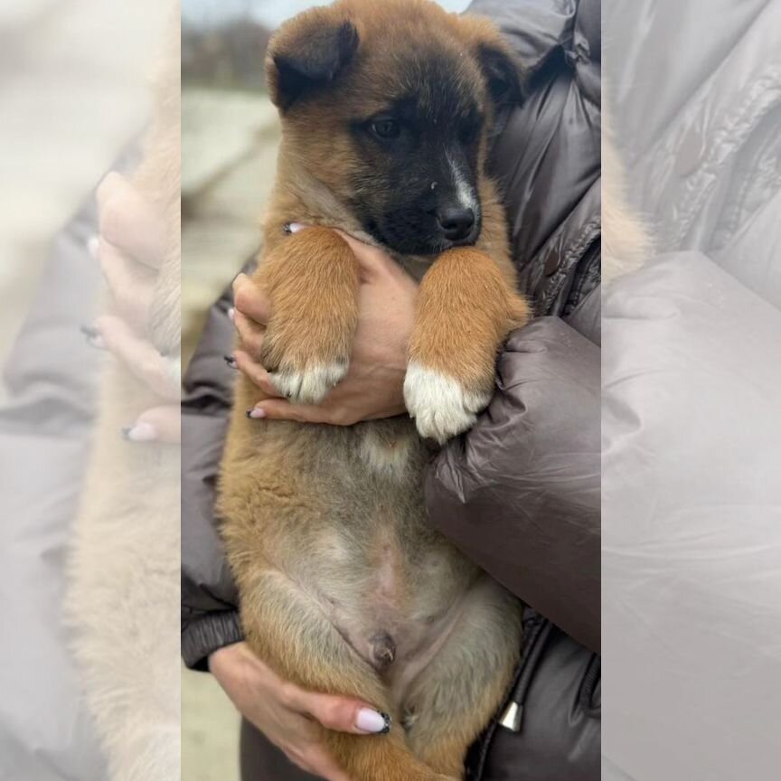 Щенок в добрые руки