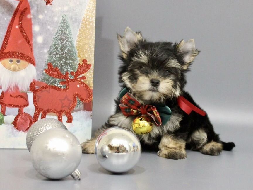 Йорочка под ёлочку