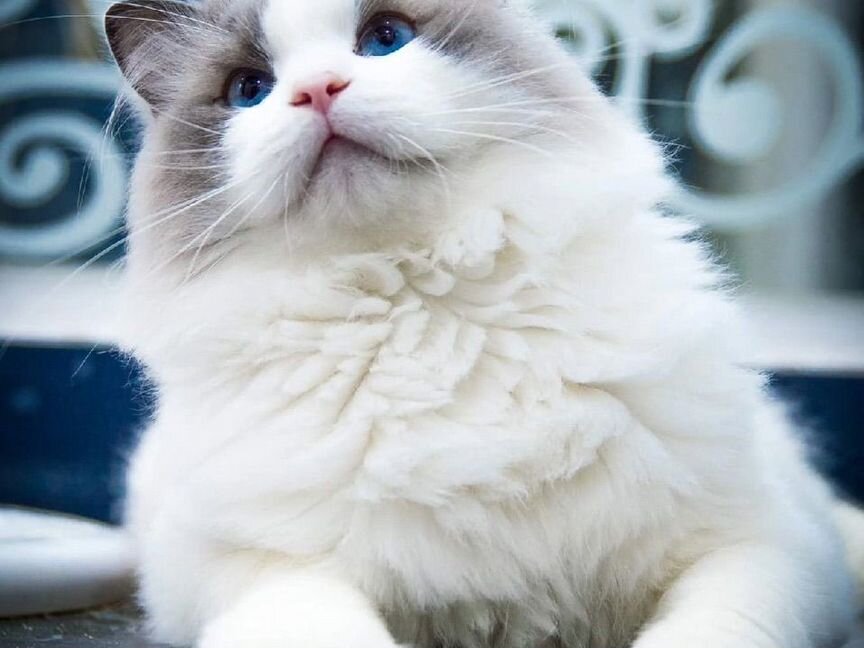 Котята рэгдолл