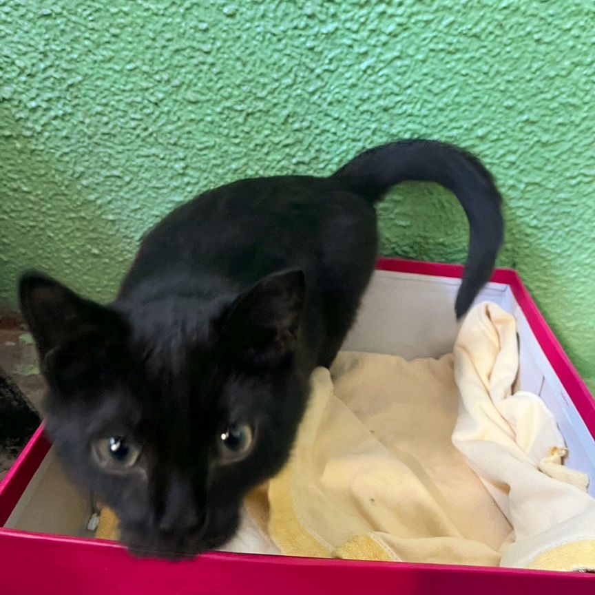 Черная кошка с зелеными глазами