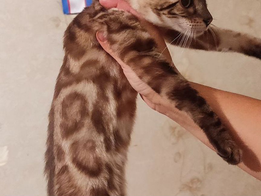 Бенгальская кошка