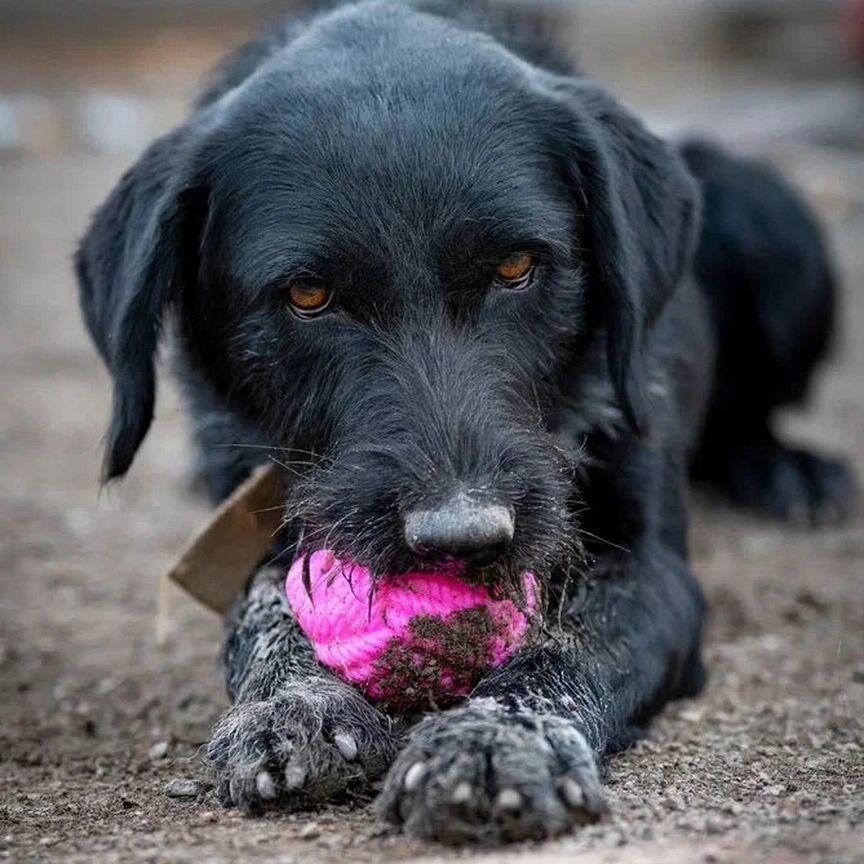 Тёма ищет дом