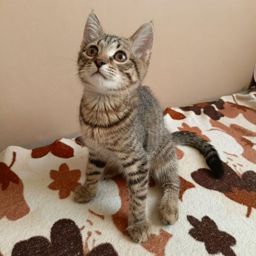 Кошка