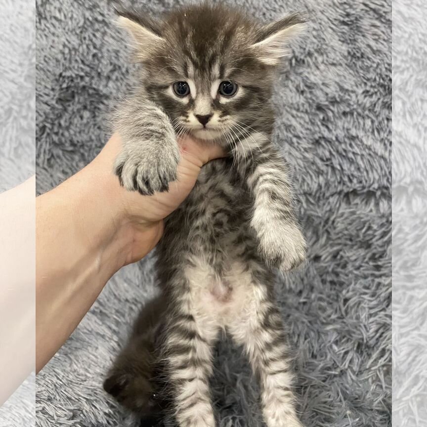 Мейн-кун котёнок