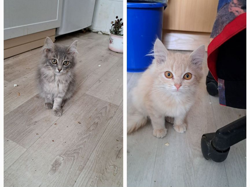 Кошка в дар бесплатно