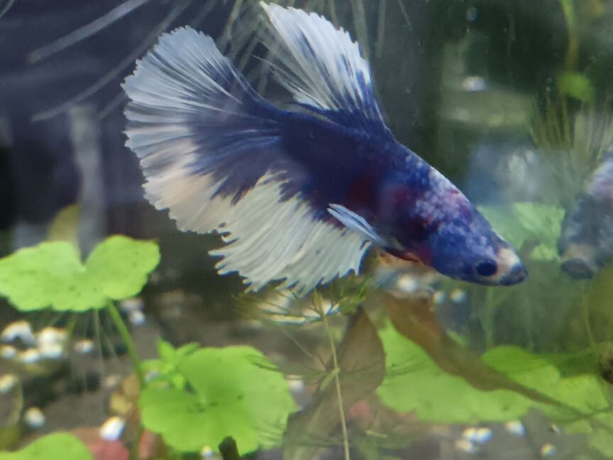 Молодые петушки супердельта