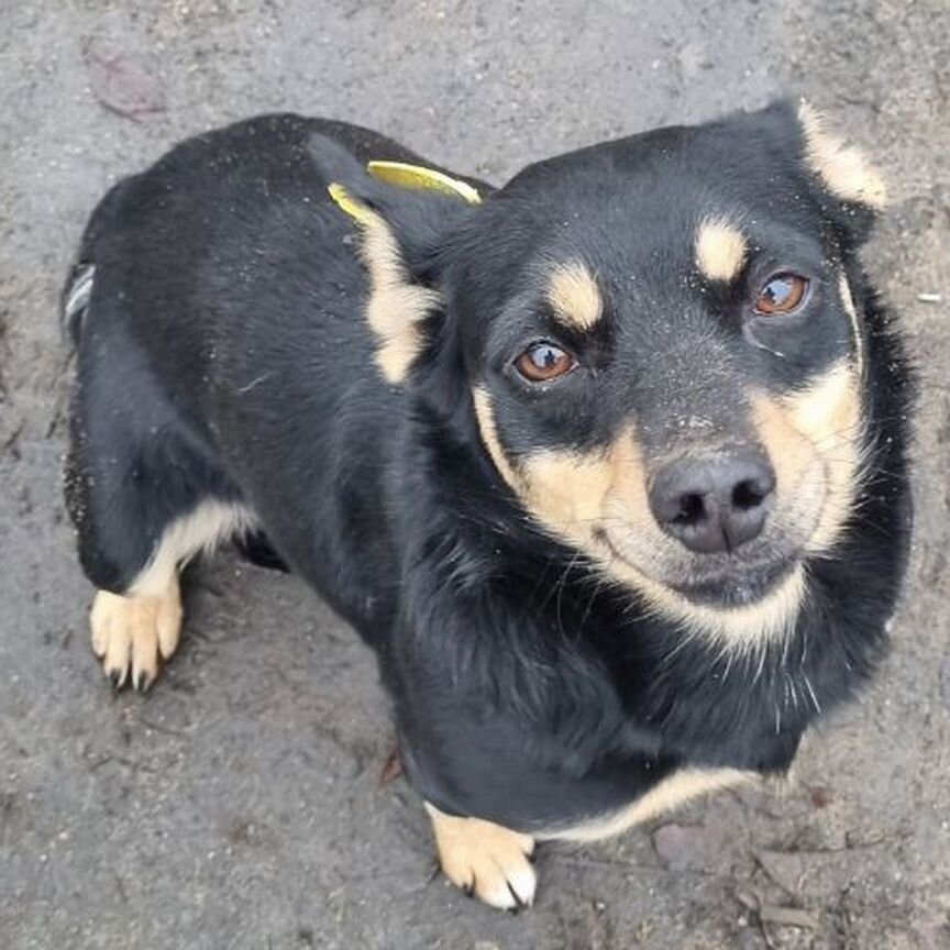 Взрослая собака в добрые руки