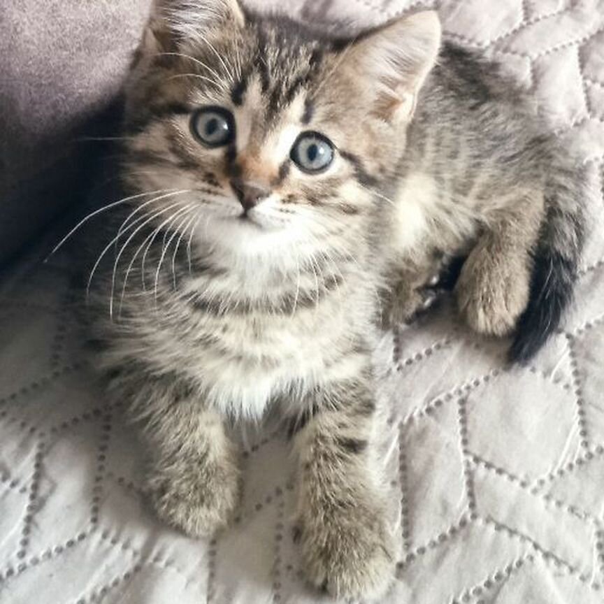 Котенок мальчик бесплатно