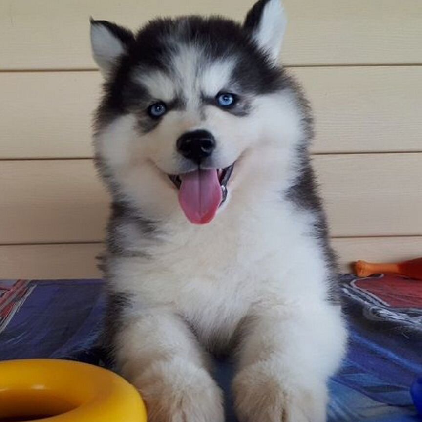 Хаски щенята