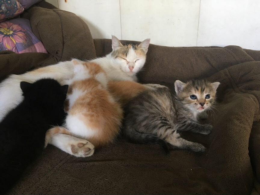 Котята в добрые руки бесплатно