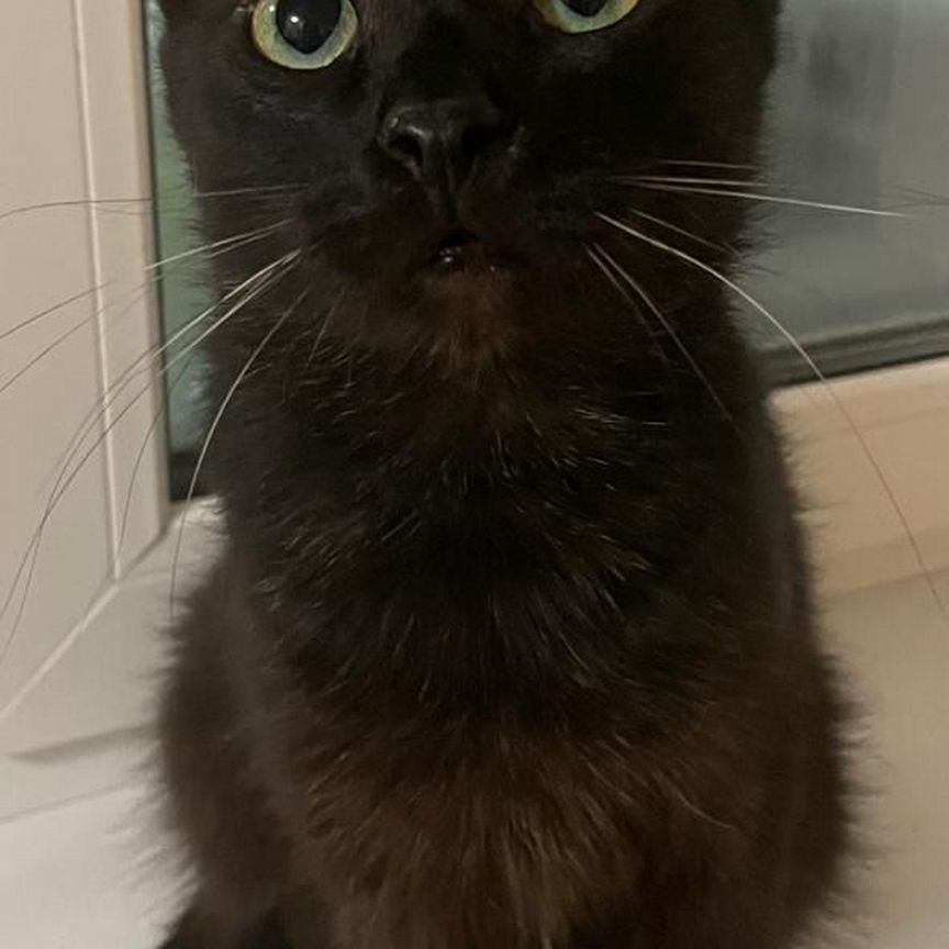 Котик в добрые руки