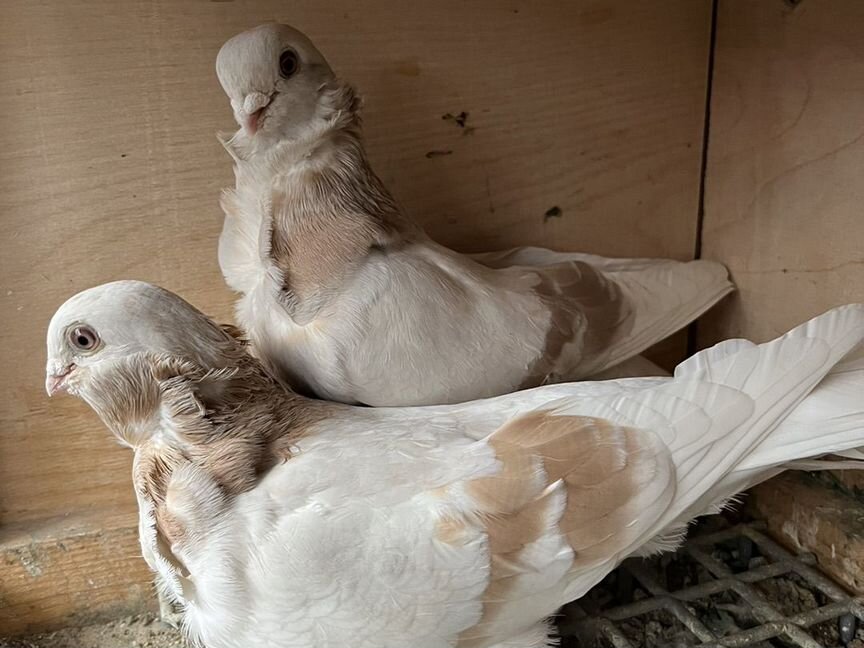 Голубь китайская чайка