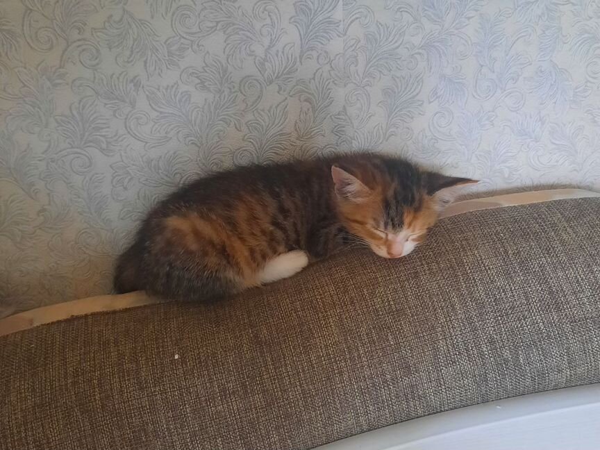 Кошки в добрые руки бесплатно