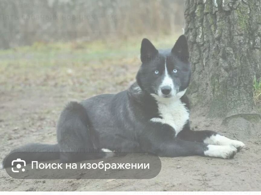Собака помесь аляский маламут