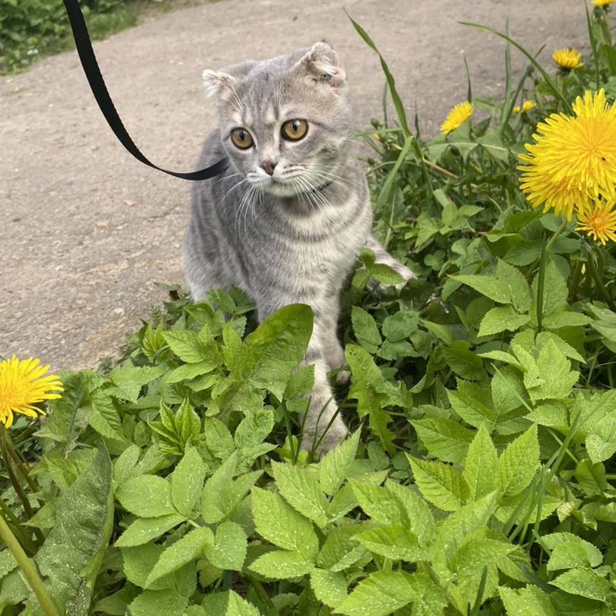 Шотландский вислоухий короткошёрстный, взрослый кот