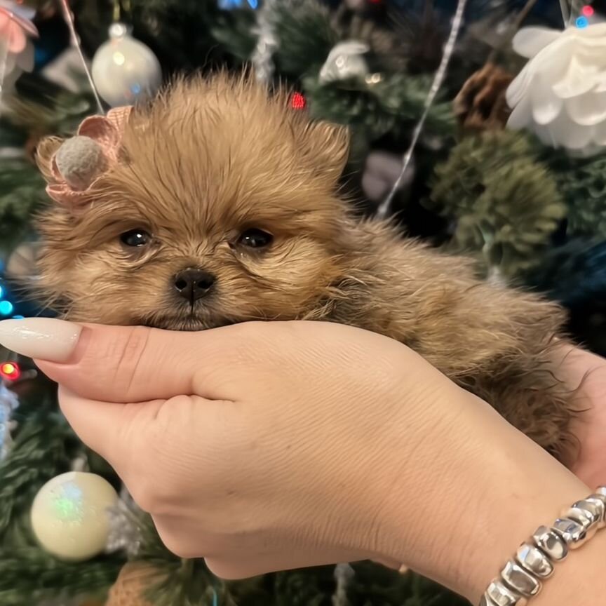 Померанский шпиц, щенок