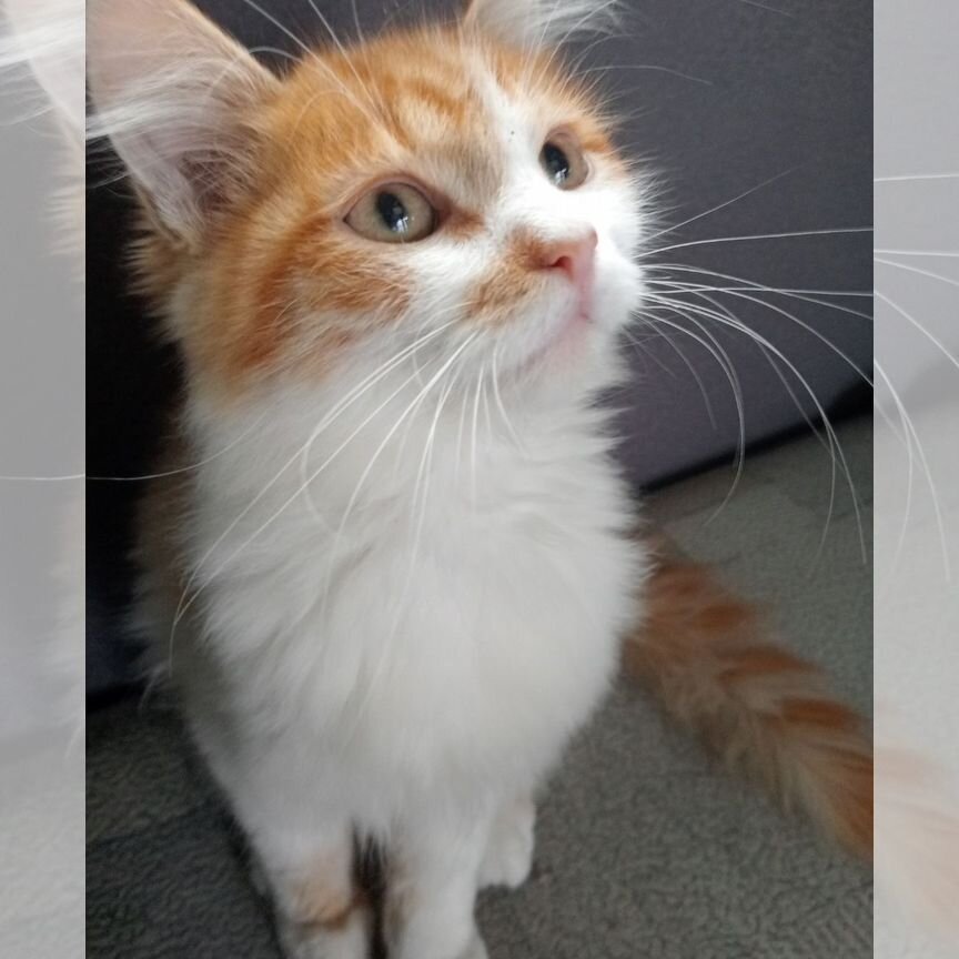 Рыжий котенок мальчик