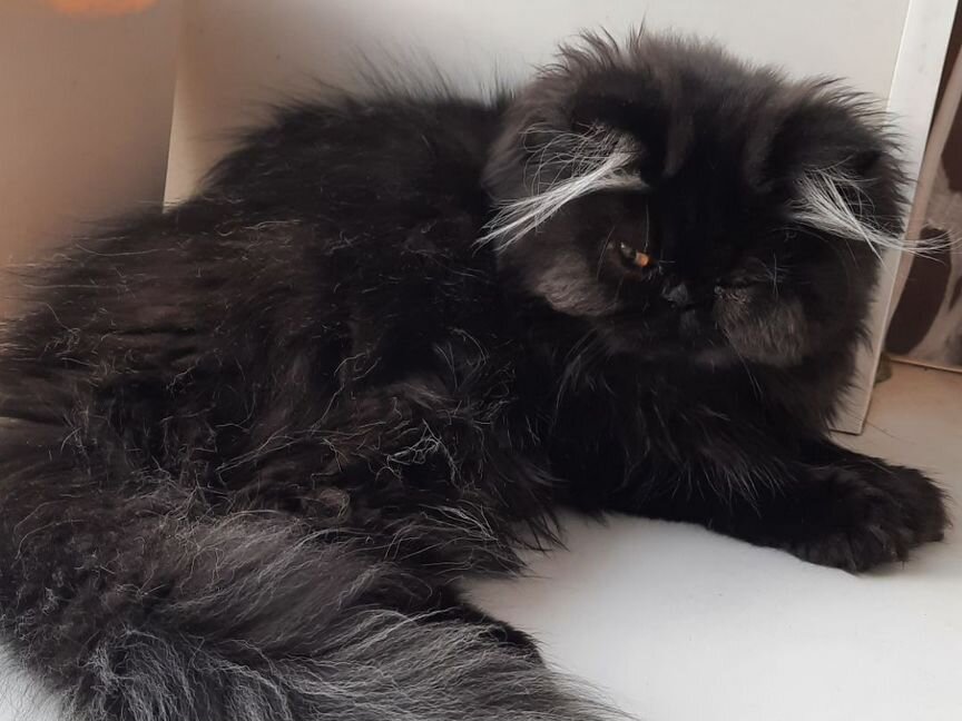 Черная персидская кошечка