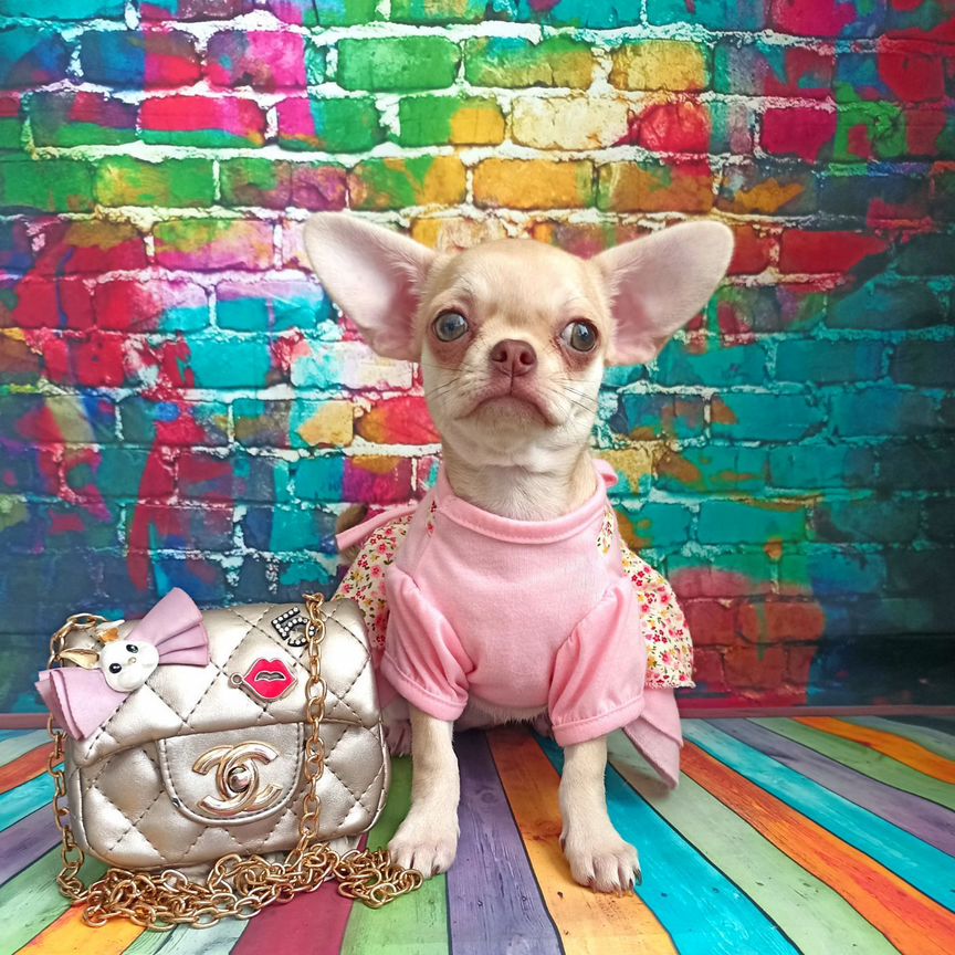 Девочка чихуахуа крем