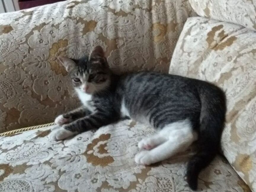 Шанс ищет дом