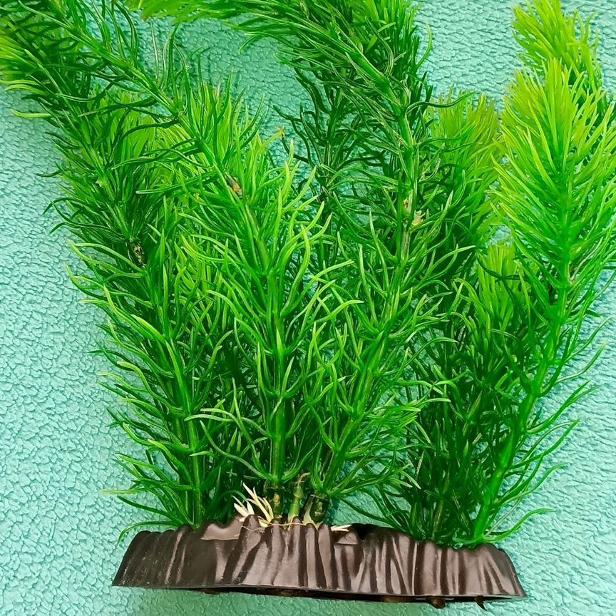 Растения для аквариума
