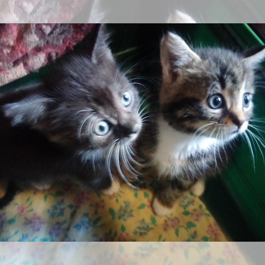 Котят в добрые руки