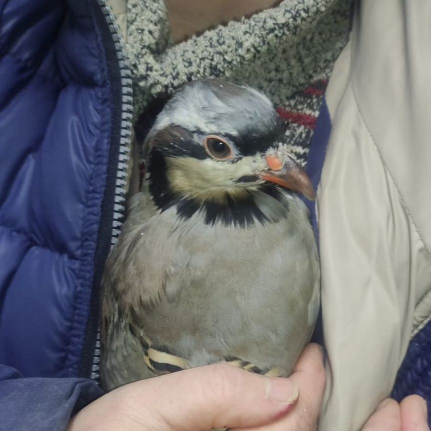 Кеклик азиатская каменная куропатка