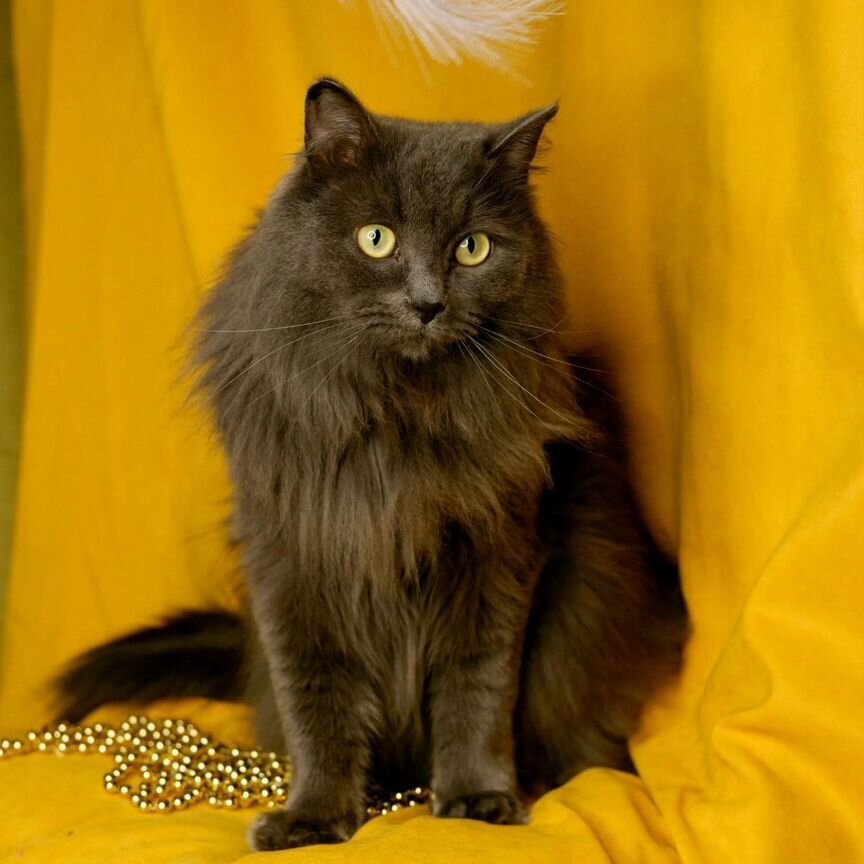 Кот