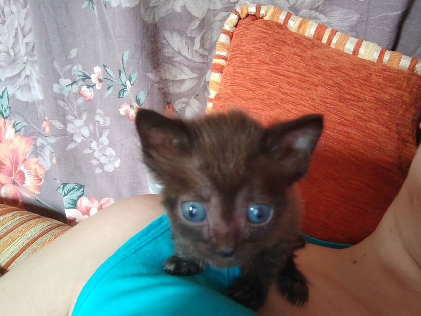 Котята ликой