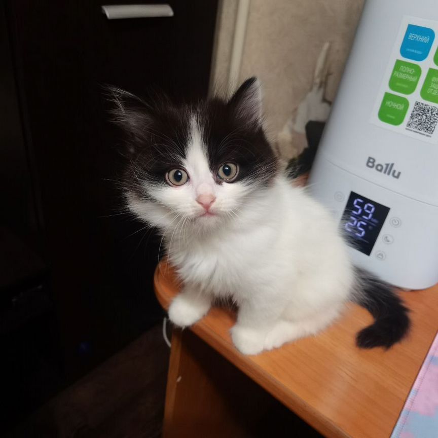 Домашние животные котята