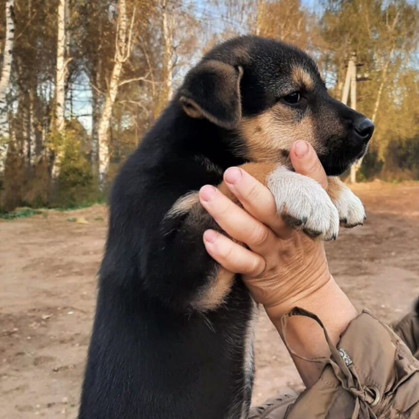 Классная охрана 2 мес