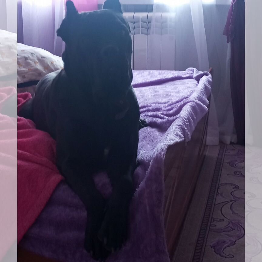 Кане-корсо, взрослая собака